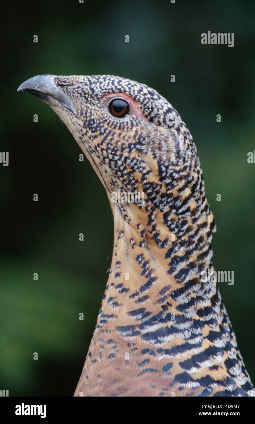 Bird looking up Stock Photo - Alamy