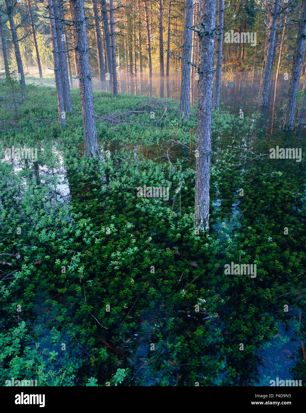 Inundate in a forest Stock Photo - Alamy