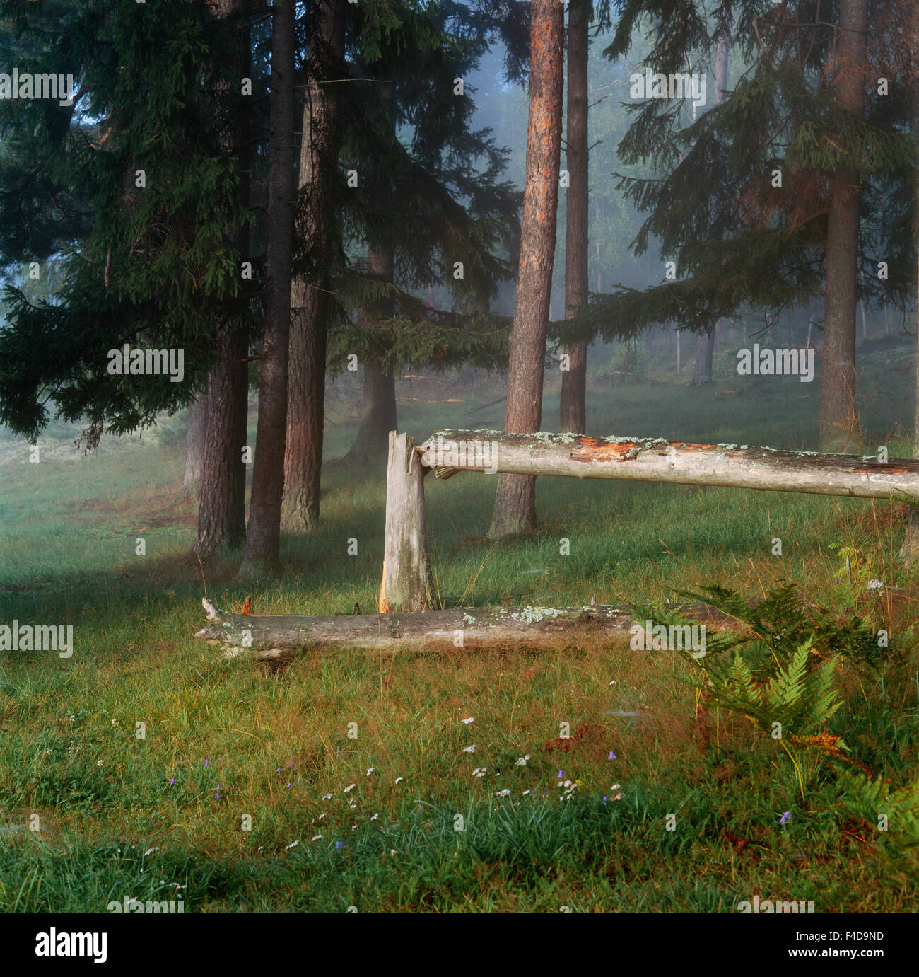 Fallen Tree in forest Stock Photo - Alamy