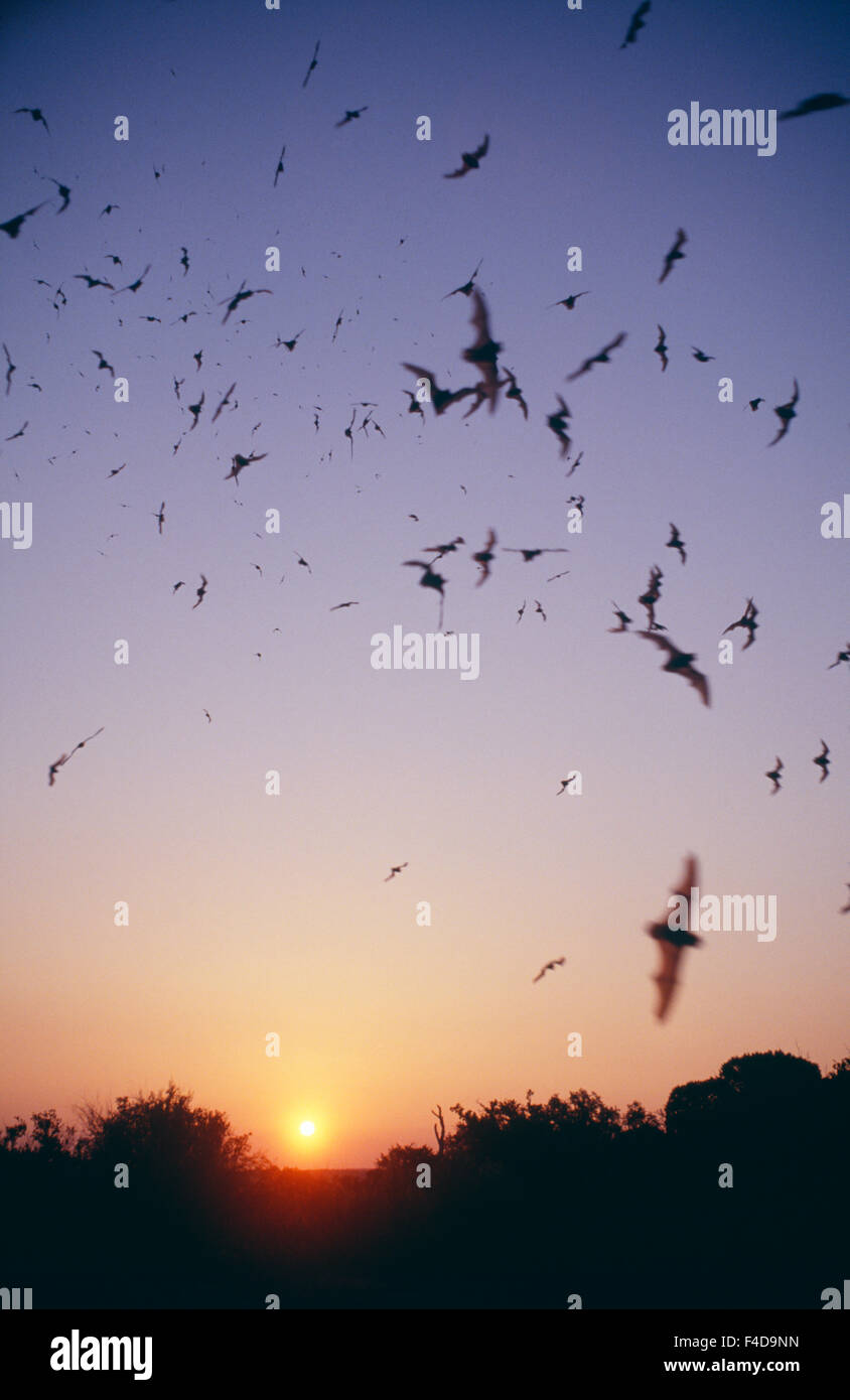 Bat flying at sunset Stock Photo - Alamy