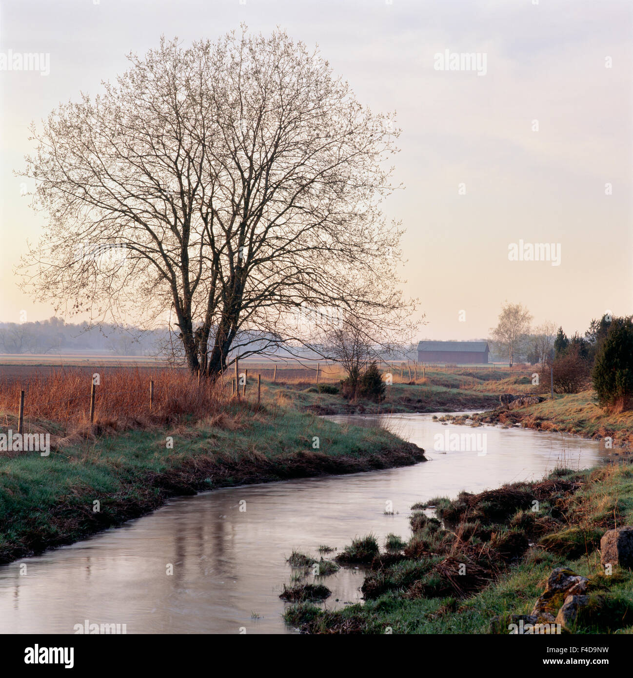 Tree beside stream with house in background Stock Photo - Alamy