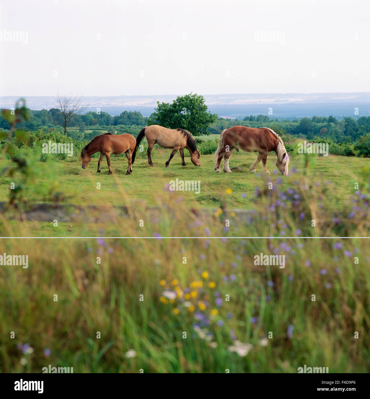 Horses grazing in field Stock Photo - Alamy