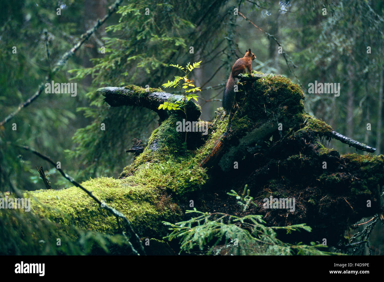 Squirrel in a forest Stock Photo - Alamy