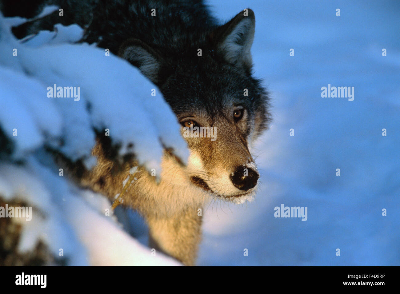 Wolf, Halsingland, Sweden Stock Photo - Alamy