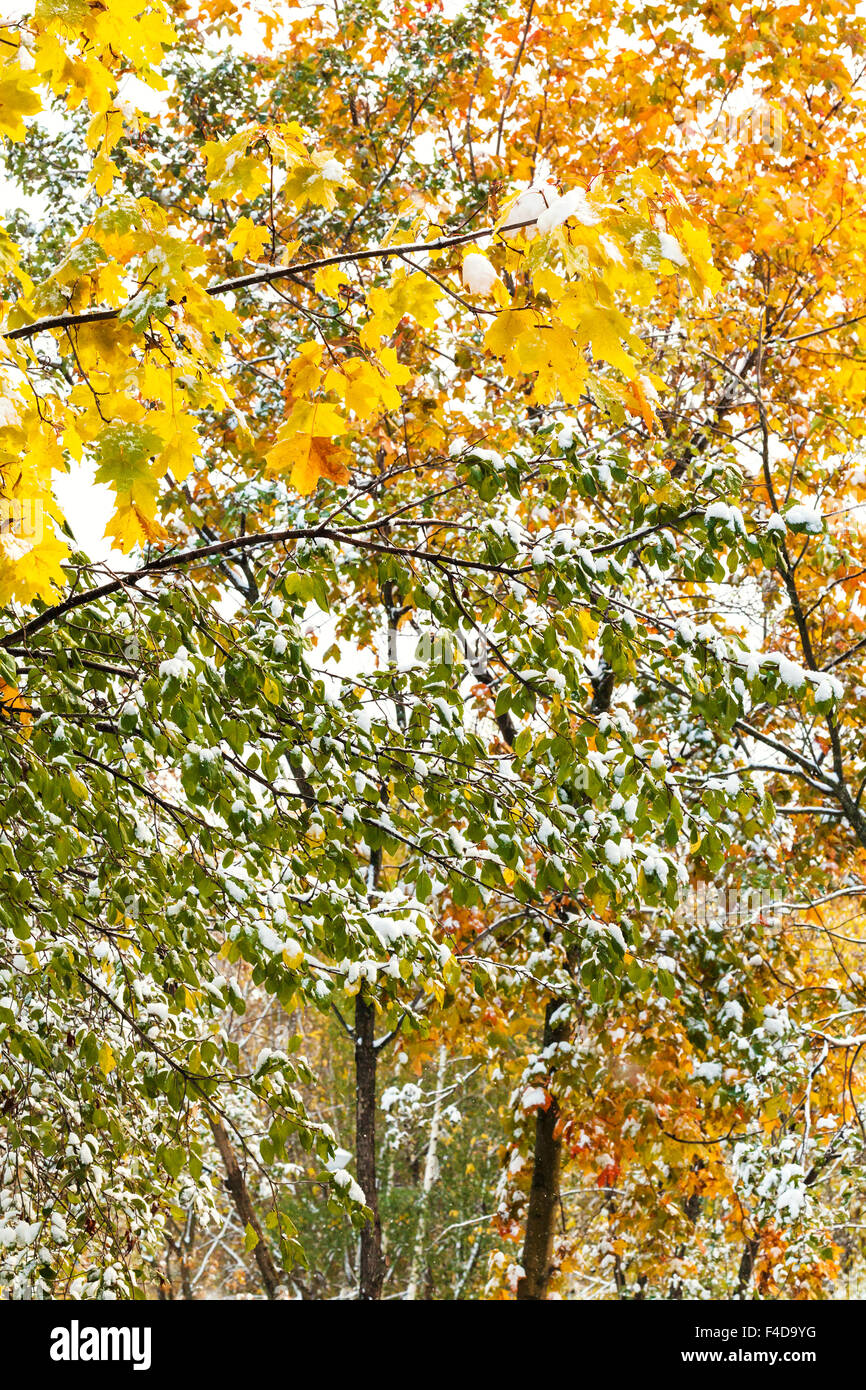 The first snow in the forest hi-res stock photography and images - Alamy