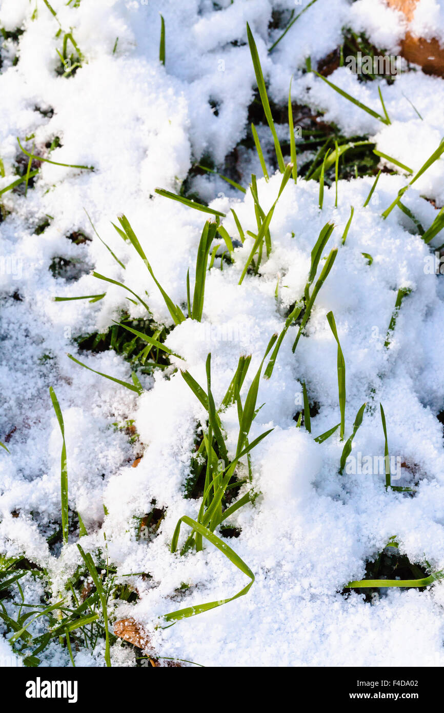 Sunbeam on green grass close hi-res stock photography and images - Alamy