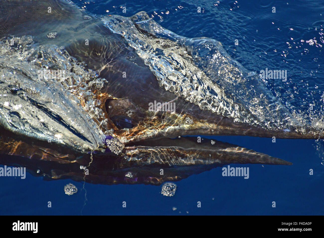 Sailfish jumping hi-res stock photography and images - Alamy
