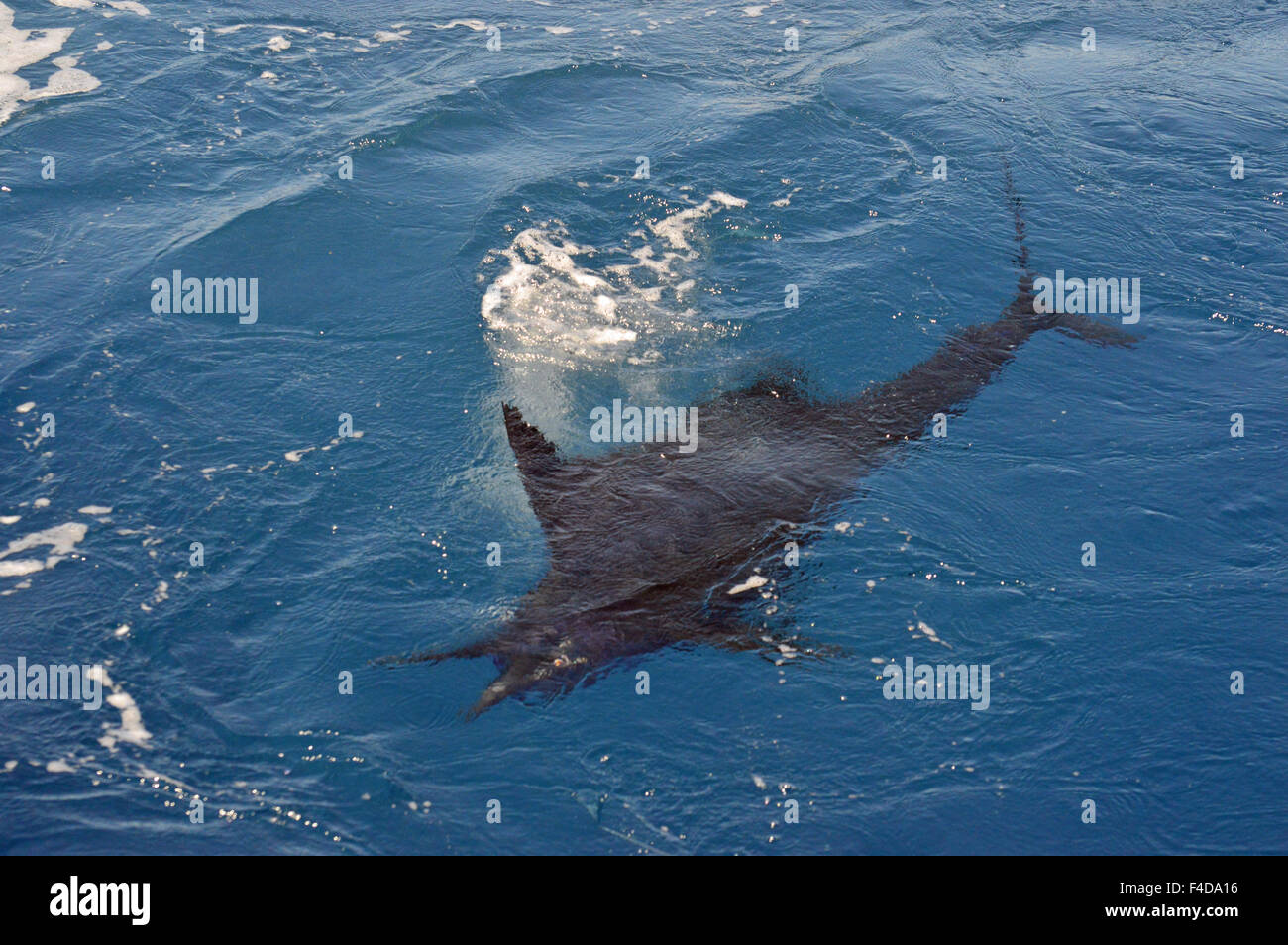 Sailfish jumping hi-res stock photography and images - Alamy