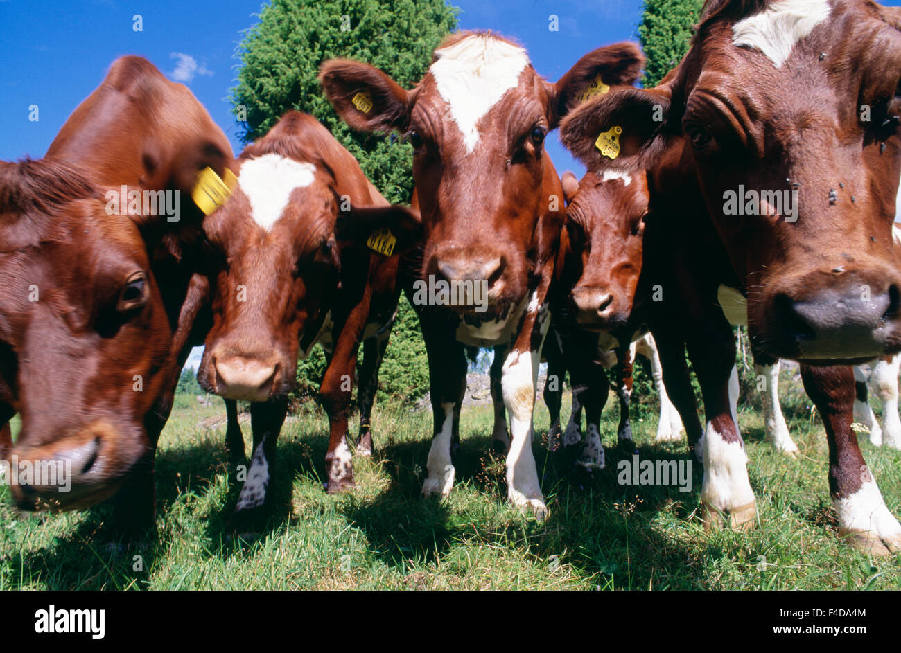 Cows standing together, close-up Stock Photo - Alamy