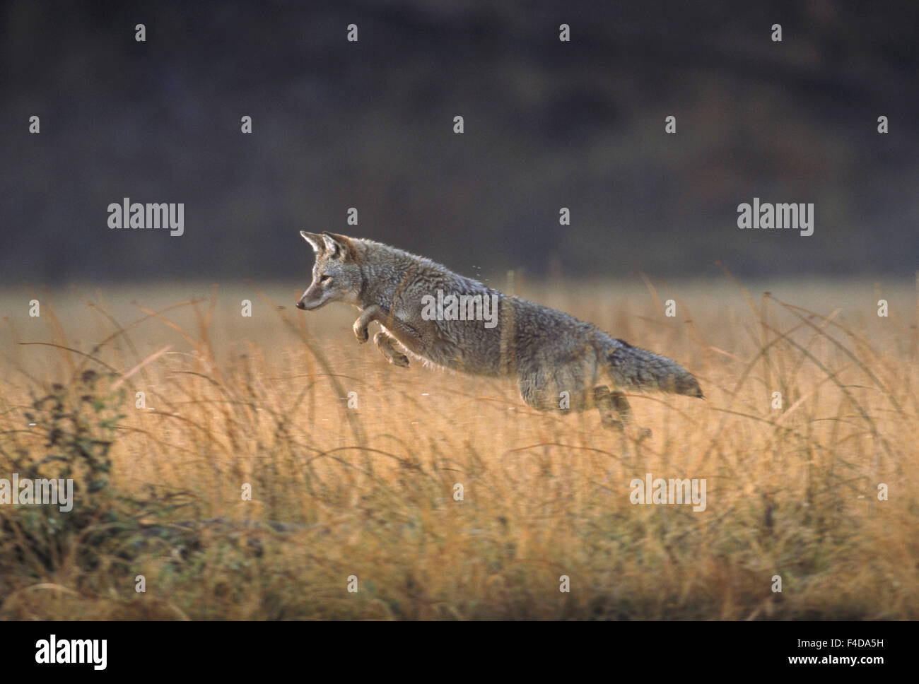 Coyote hunting field-mouse Stock Photo - Alamy