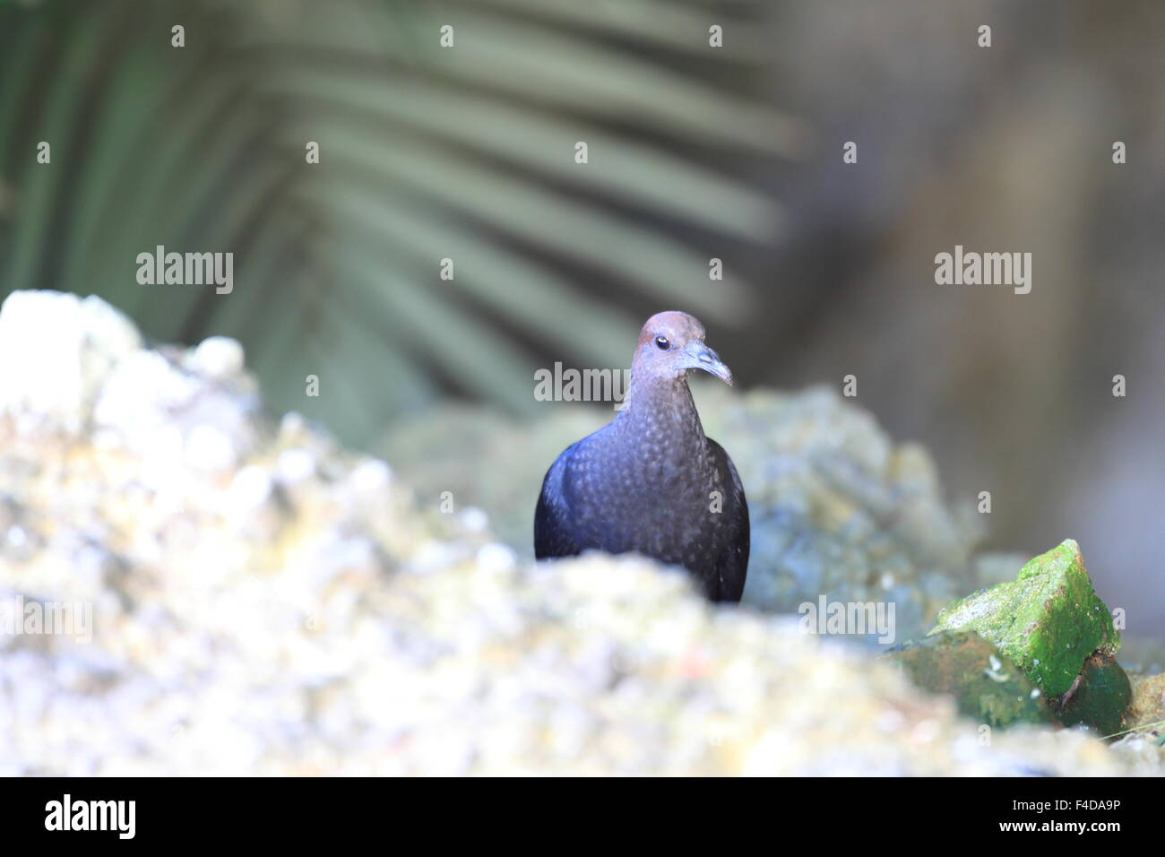 Japanese wood pigeon (Columba janthina) in Japan Stock Photo - Alamy