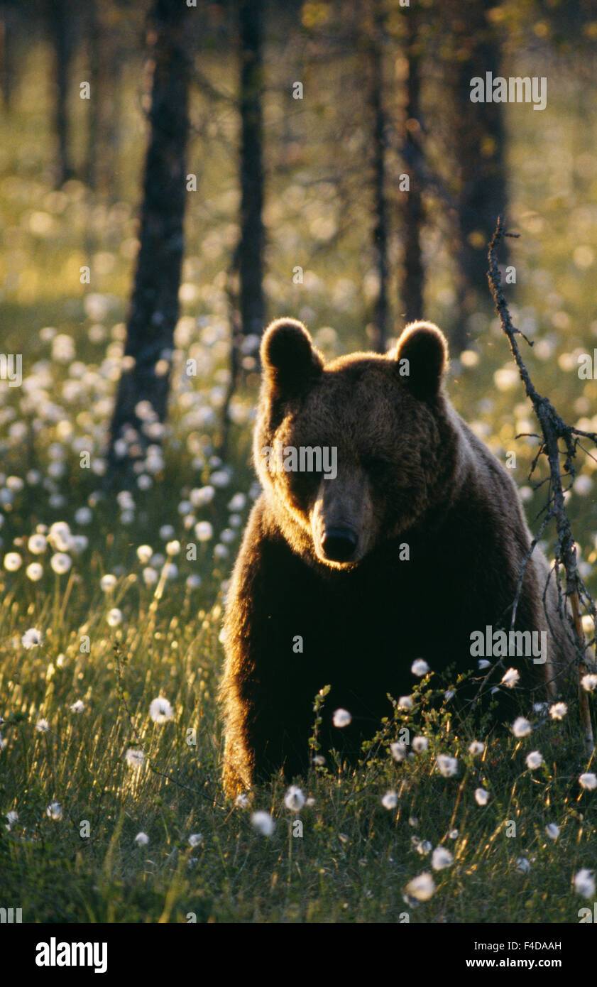 Bear in forest Stock Photo - Alamy