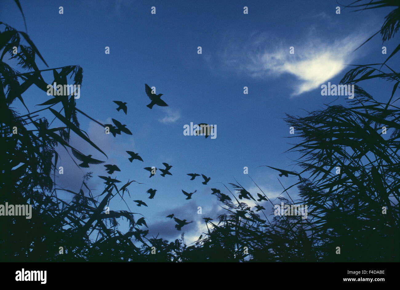 Birds flying together in sky, low angle view Stock Photo - Alamy