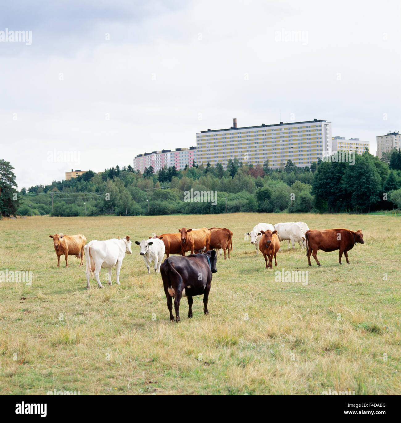 Medium group of cows standing in field by buildings Stock Photo - Alamy