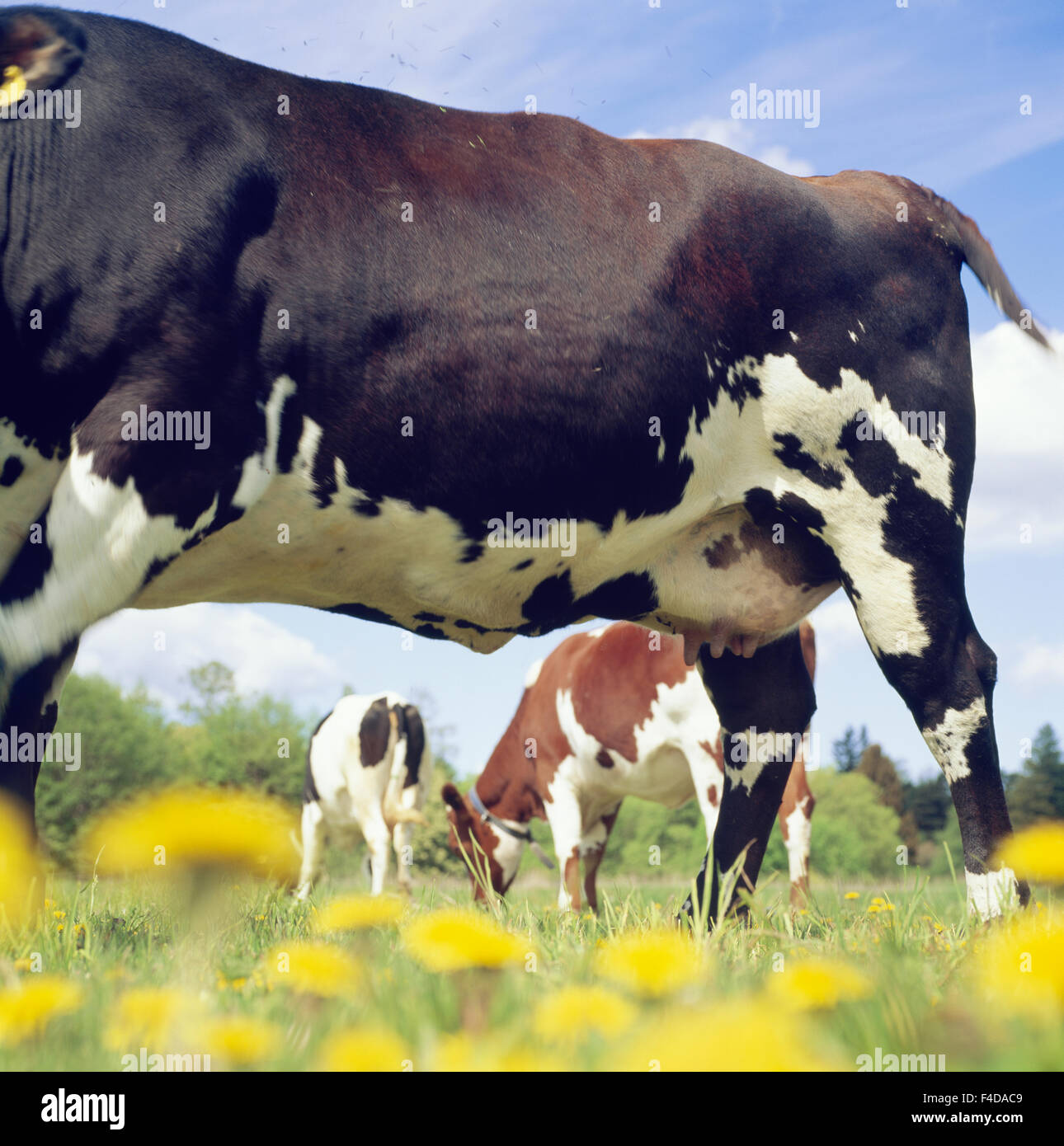Cows in field Stock Photo - Alamy