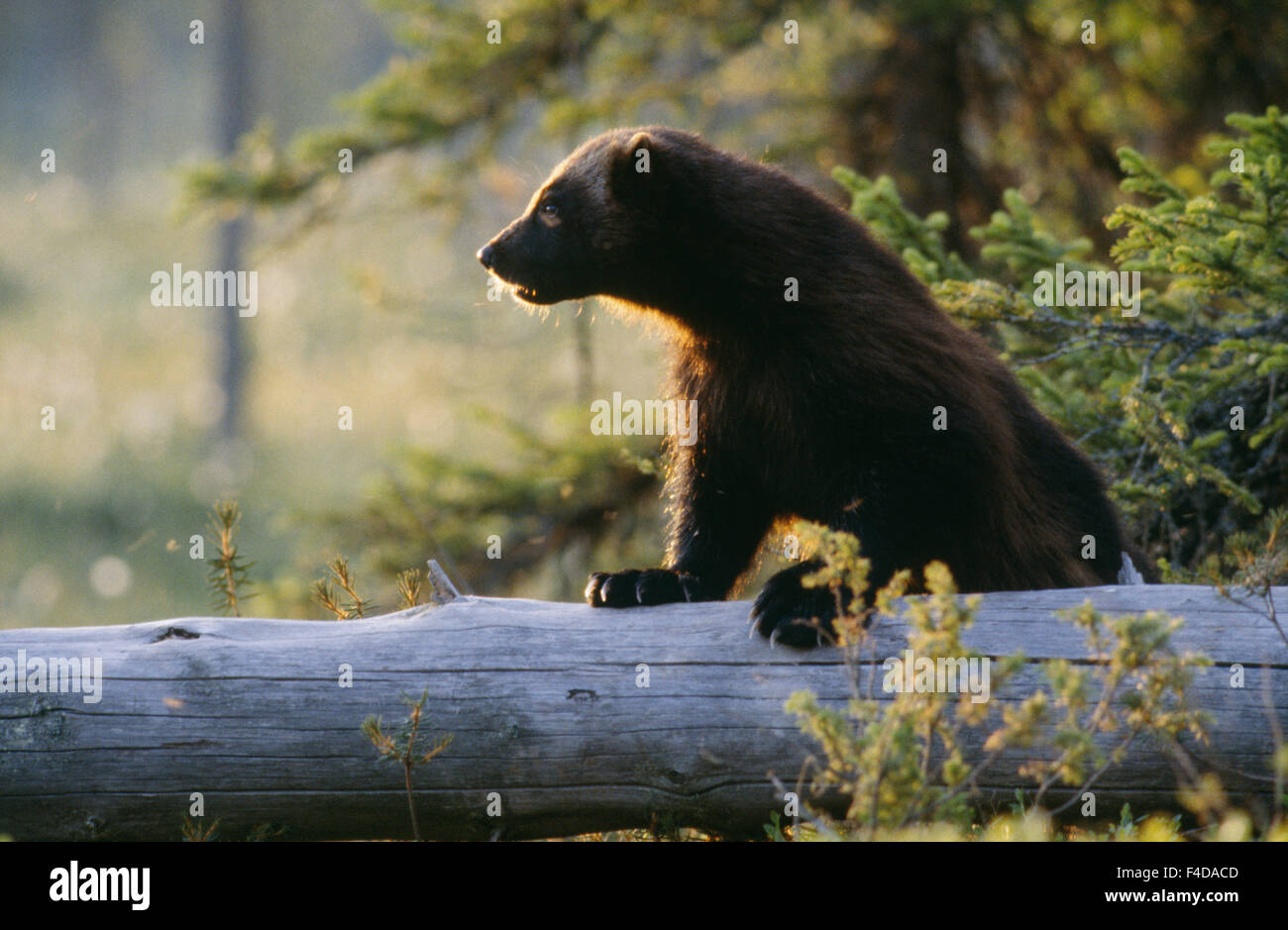 Wolverine in forest, side view Stock Photo - Alamy