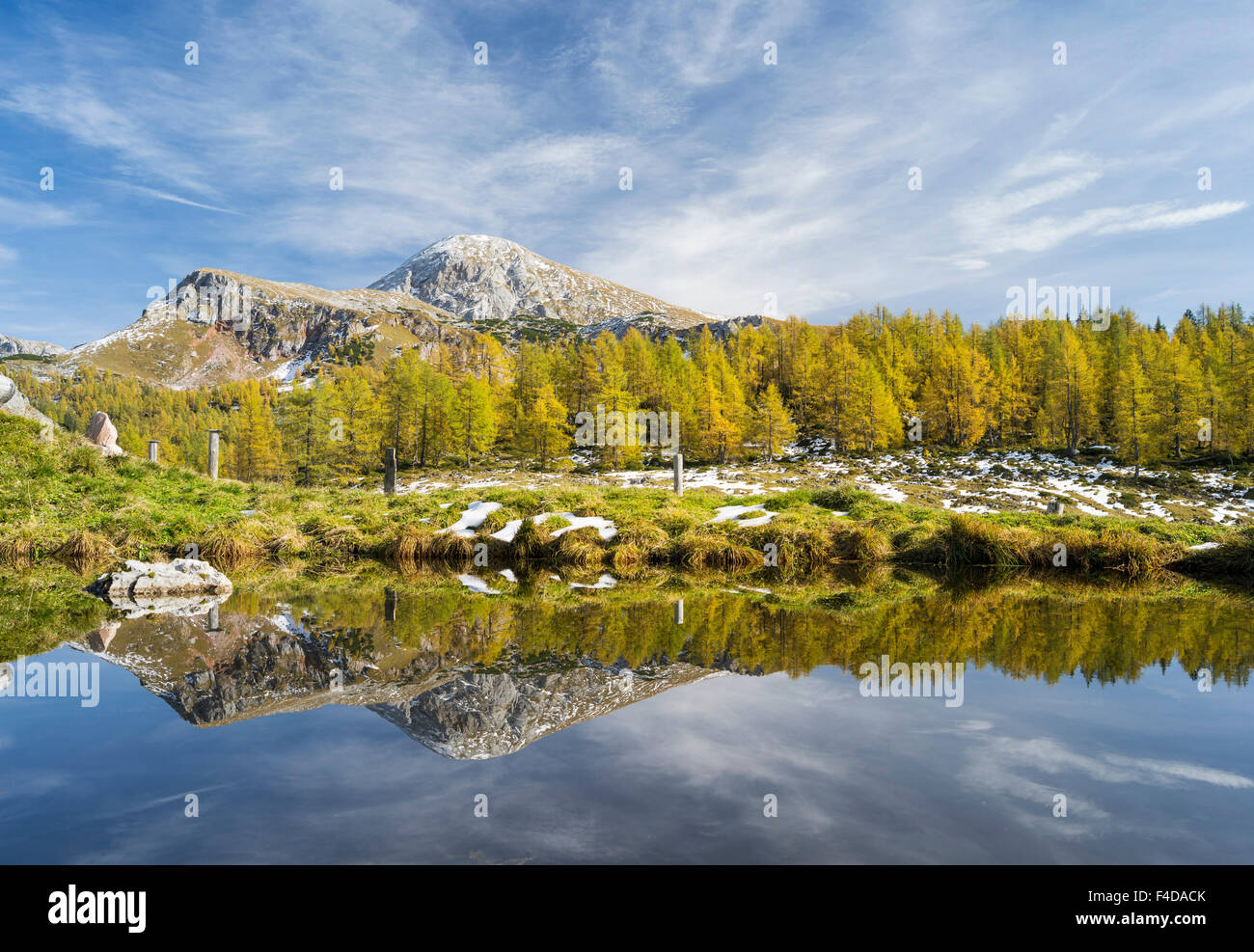 larch wood during fall with view towards Hagengebirge Mountain Range in ...
