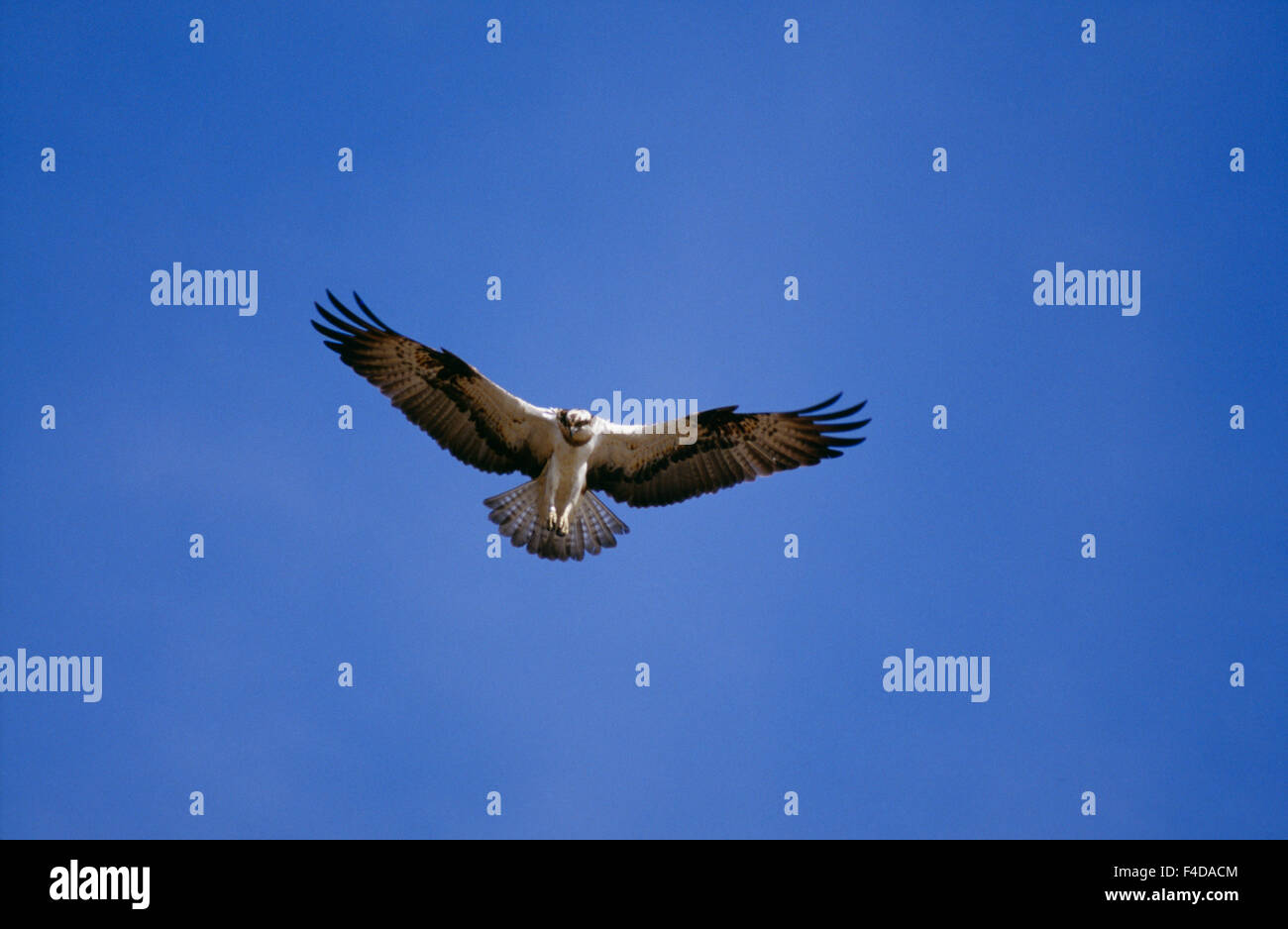 Uppland wing hi-res stock photography and images - Alamy