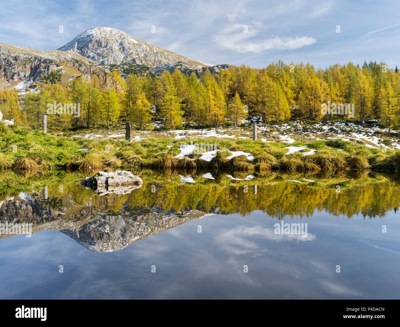 larch wood during fall with view towards Hagengebirge Mountain Range in ...