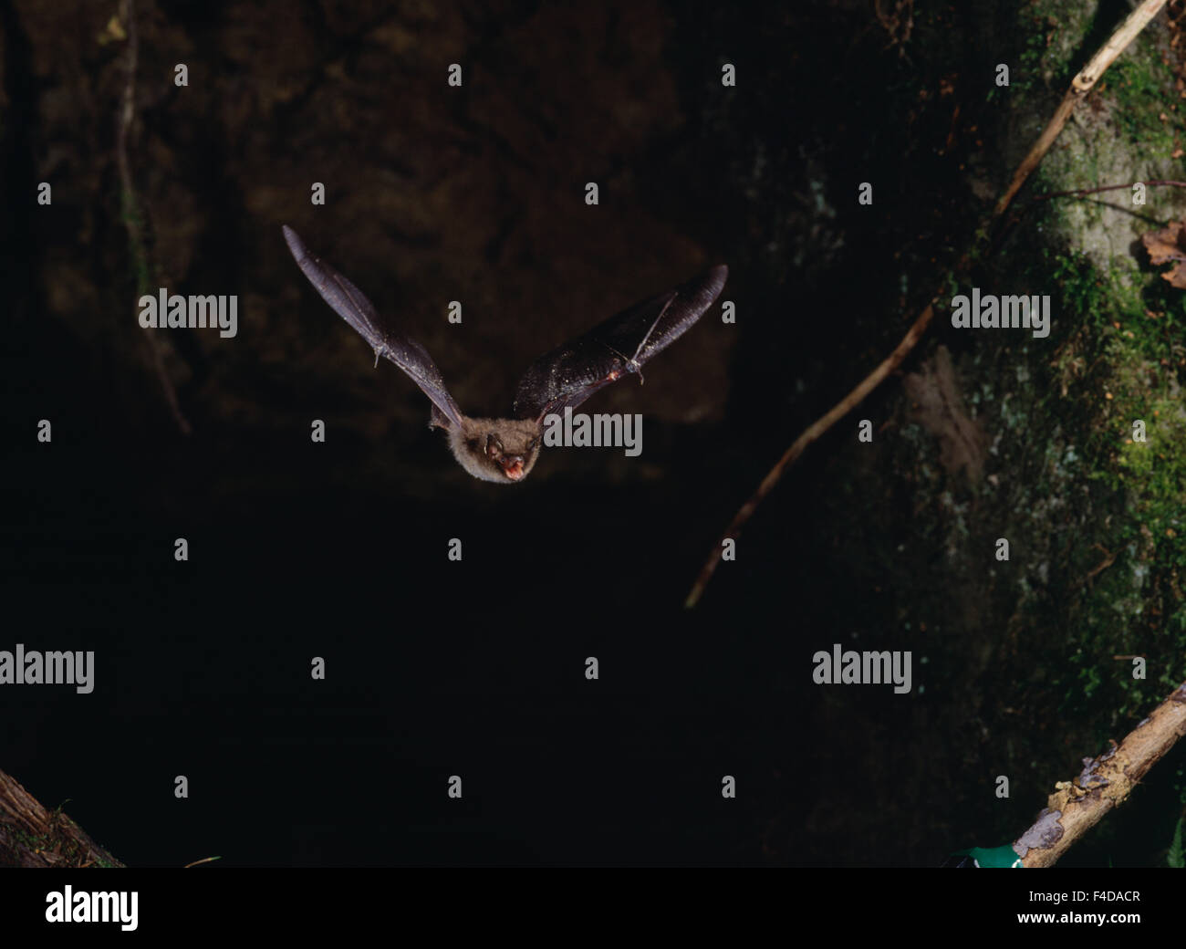 Bat flying out of cave Stock Photo - Alamy