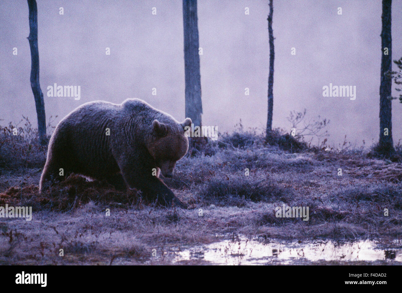Bear burrowing sand in forest Stock Photo - Alamy