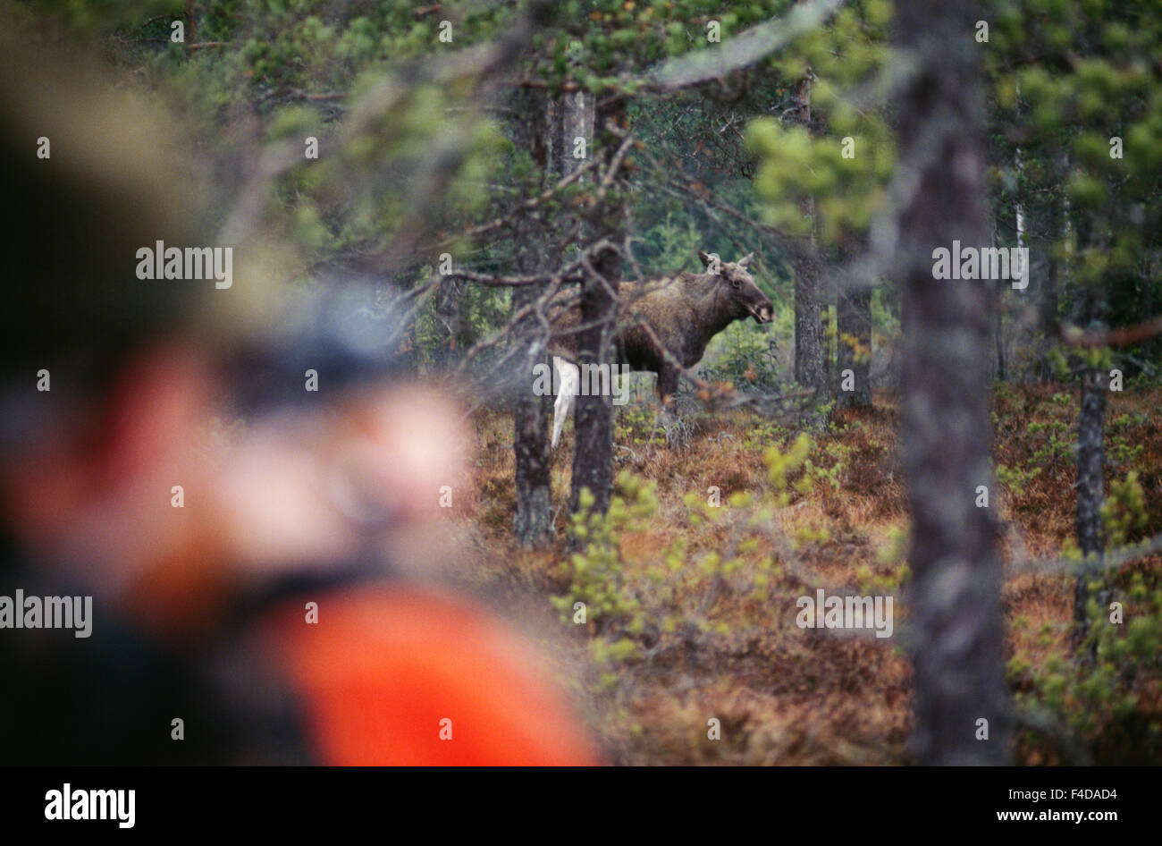 AnIMAl standing in woods, side view Stock Photo - Alamy