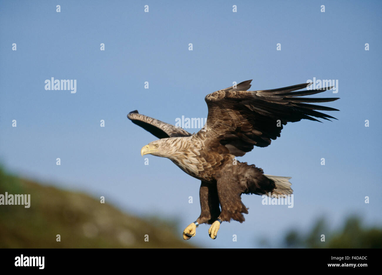 Eagle flying, side view Stock Photo - Alamy