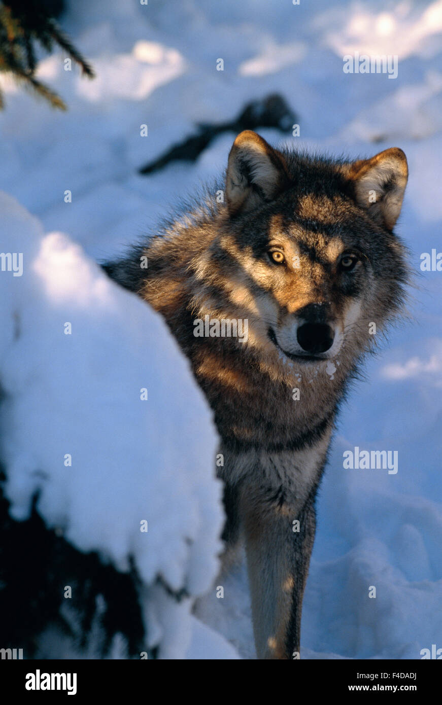 Wolf, Halsingland, Sweden Stock Photo - Alamy