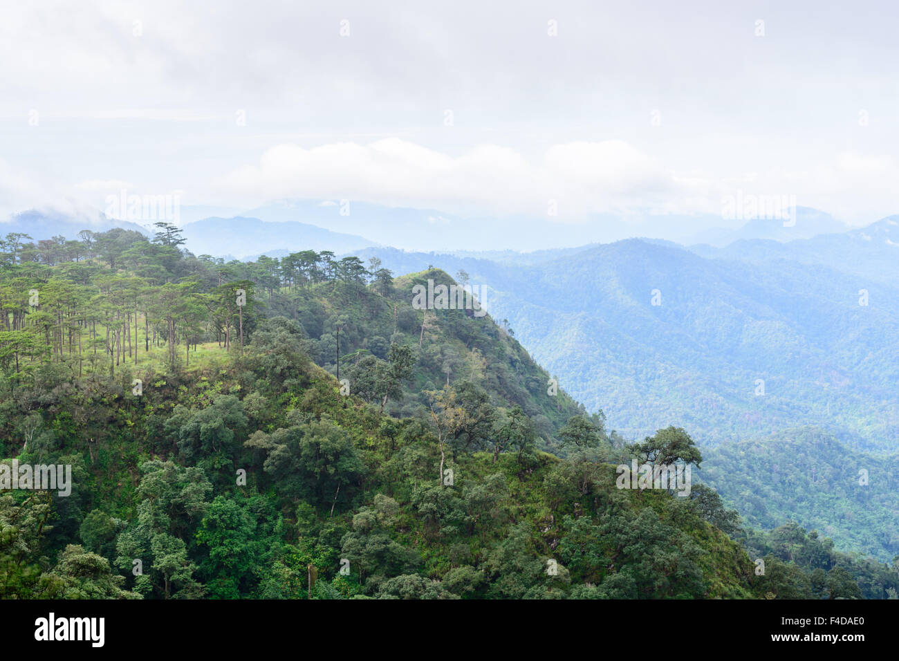 Pine forest in the morning on Phu Soi Dao National Park, Uttaradit ...