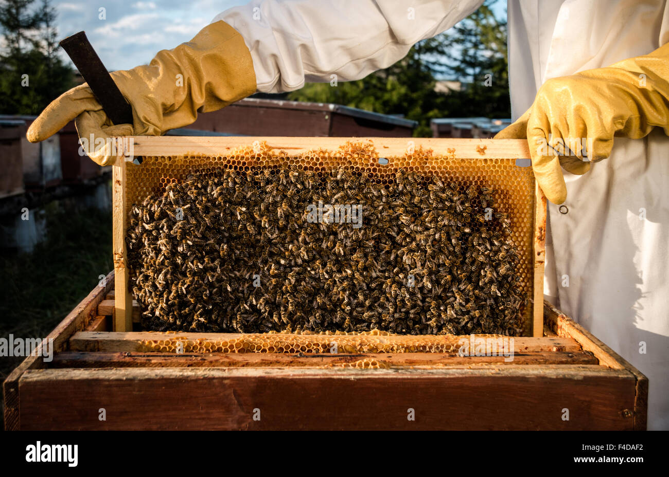 Beekeeping hi-res stock photography and images - Alamy