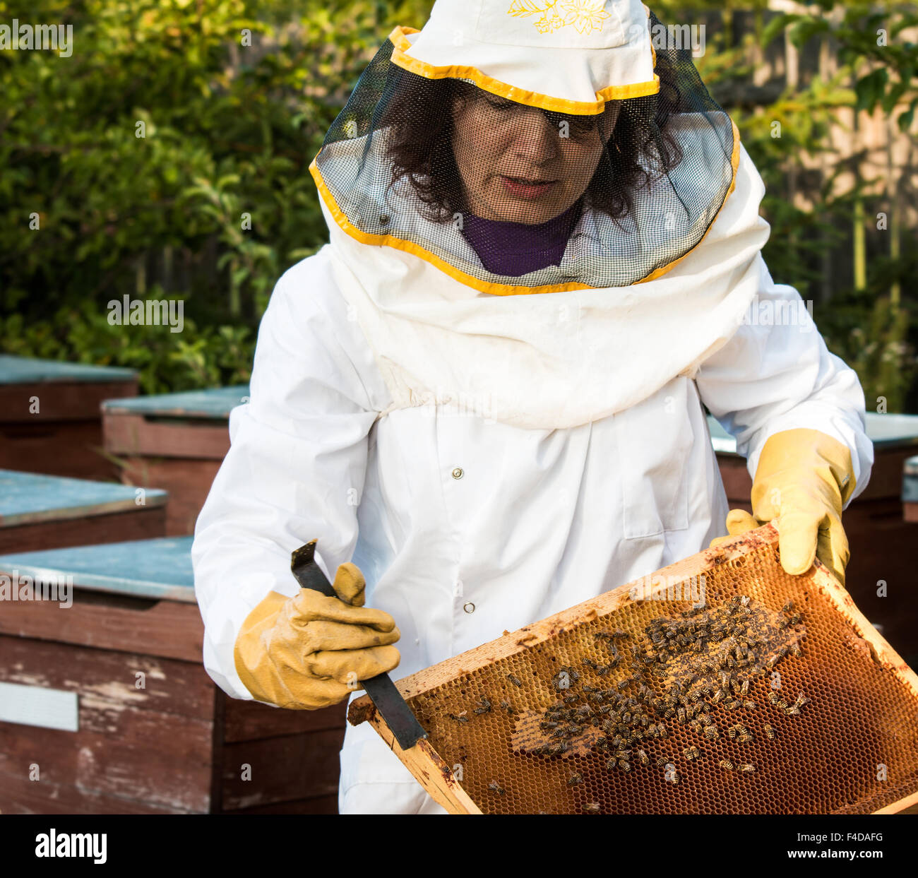 Cleaning bee hive hi-res stock photography and images - Alamy