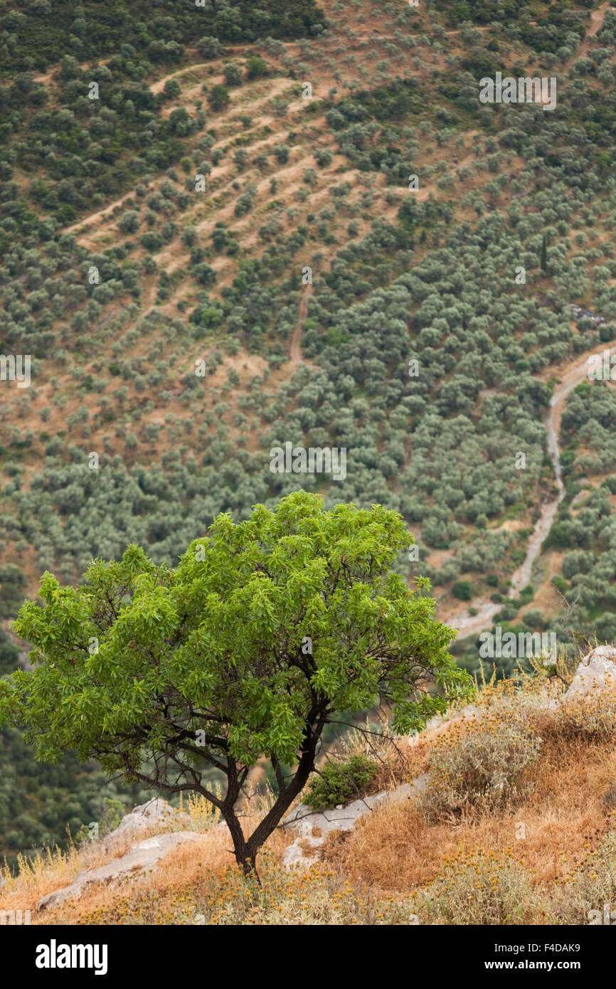 Central Greece, Delphi, landscape above Delphi Valley Stock Photo - Alamy