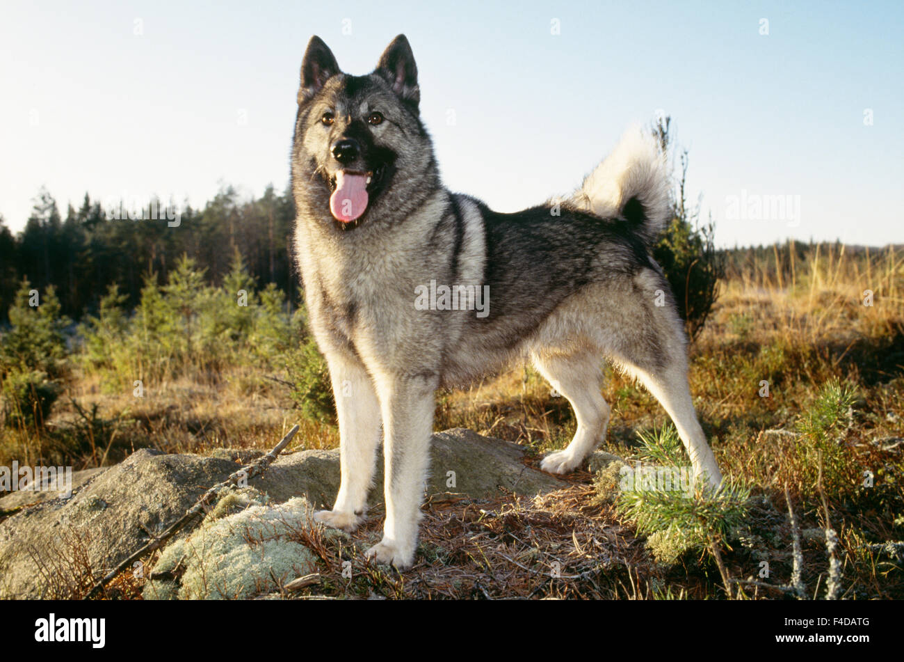 Pet on rock hi-res stock photography and images - Alamy