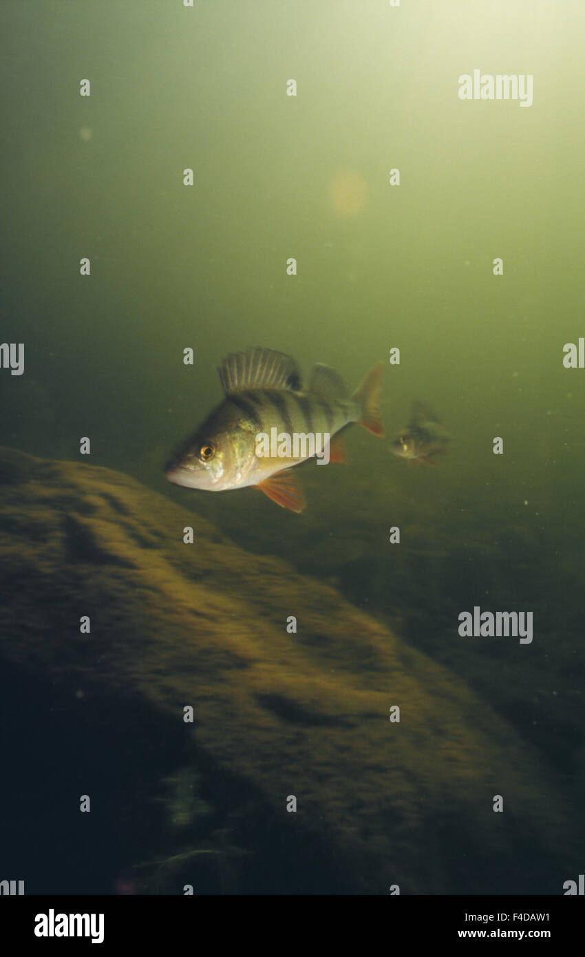 Fish swimming under water in lake Stock Photo - Alamy