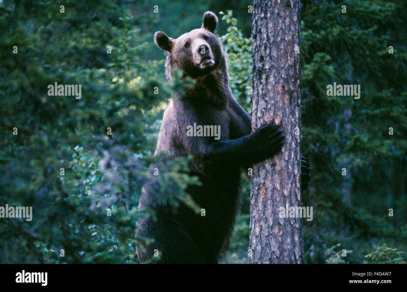 Bear holding tree trunk in forest Stock Photo - Alamy