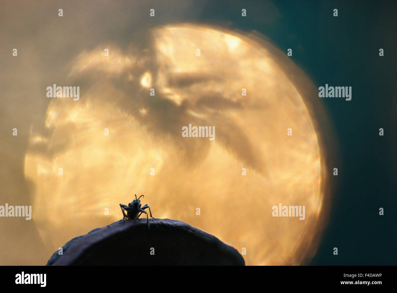 Moon beetle hi-res stock photography and images - Alamy