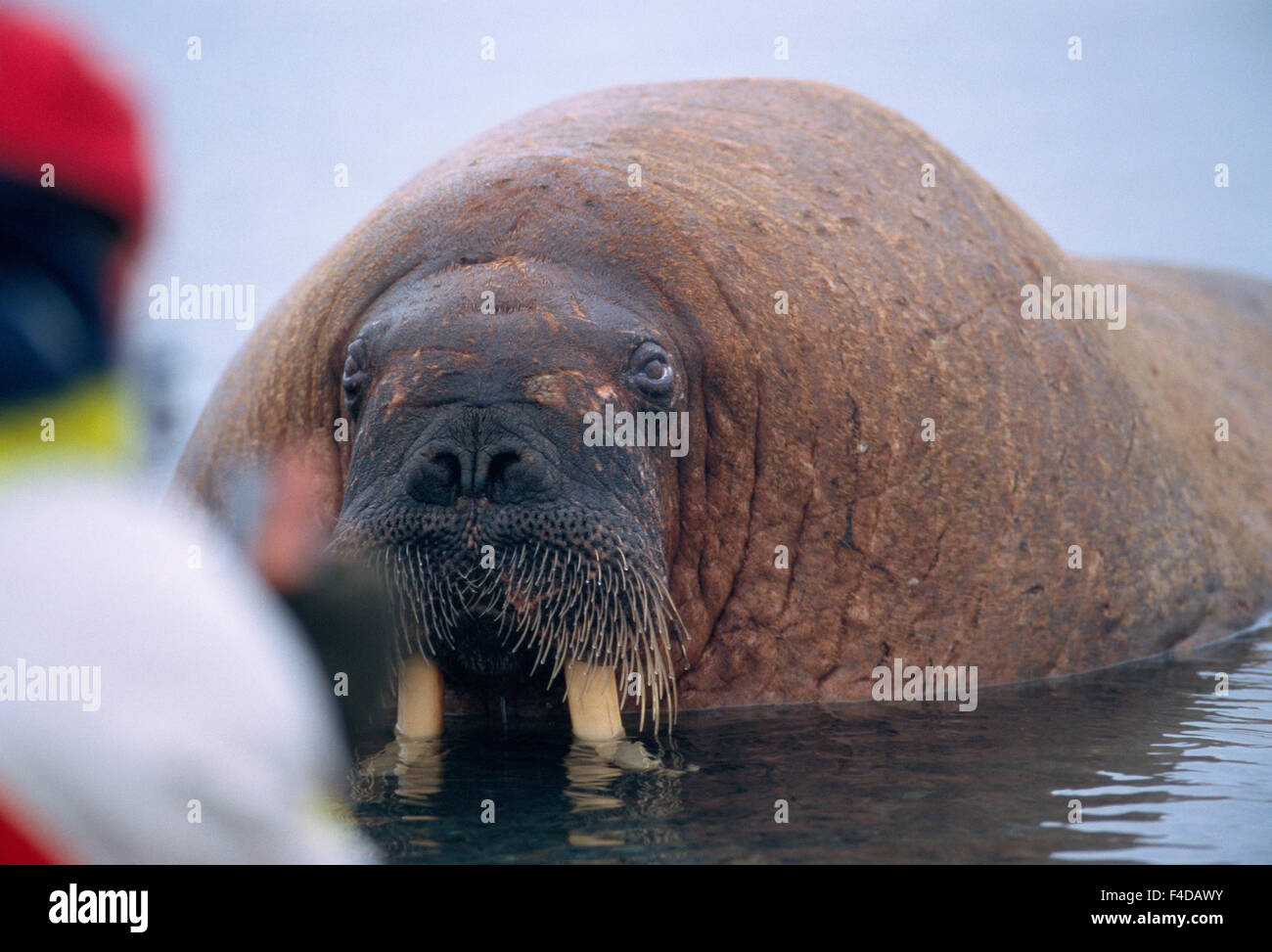 Tired walrus hi-res stock photography and images - Alamy