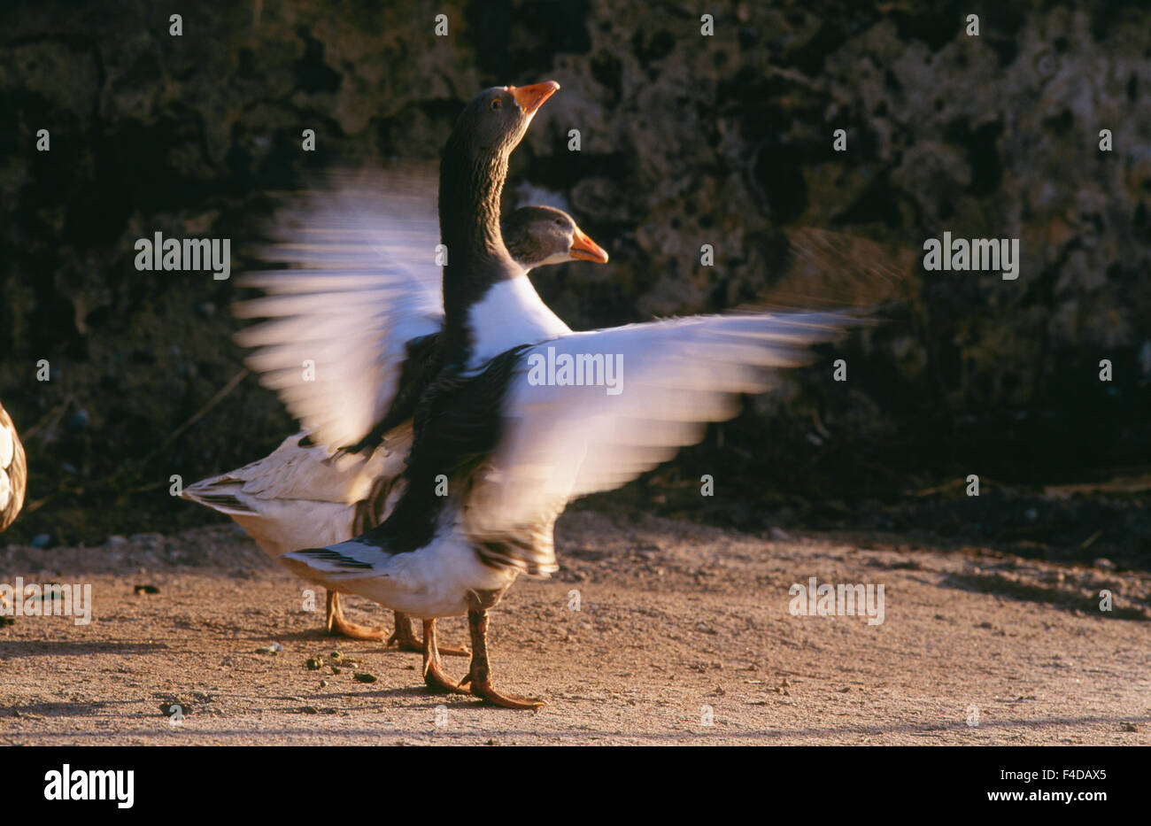 Fluttering bird hi-res stock photography and images - Alamy