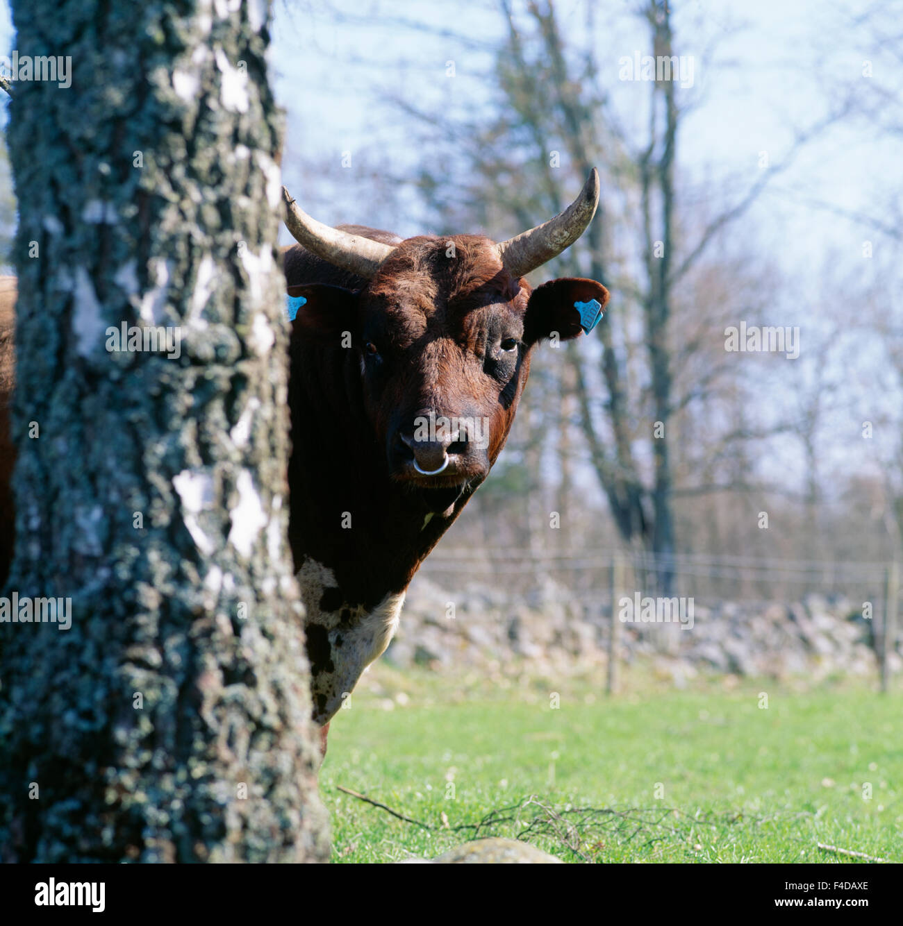 Bark horn hi-res stock photography and images - Alamy