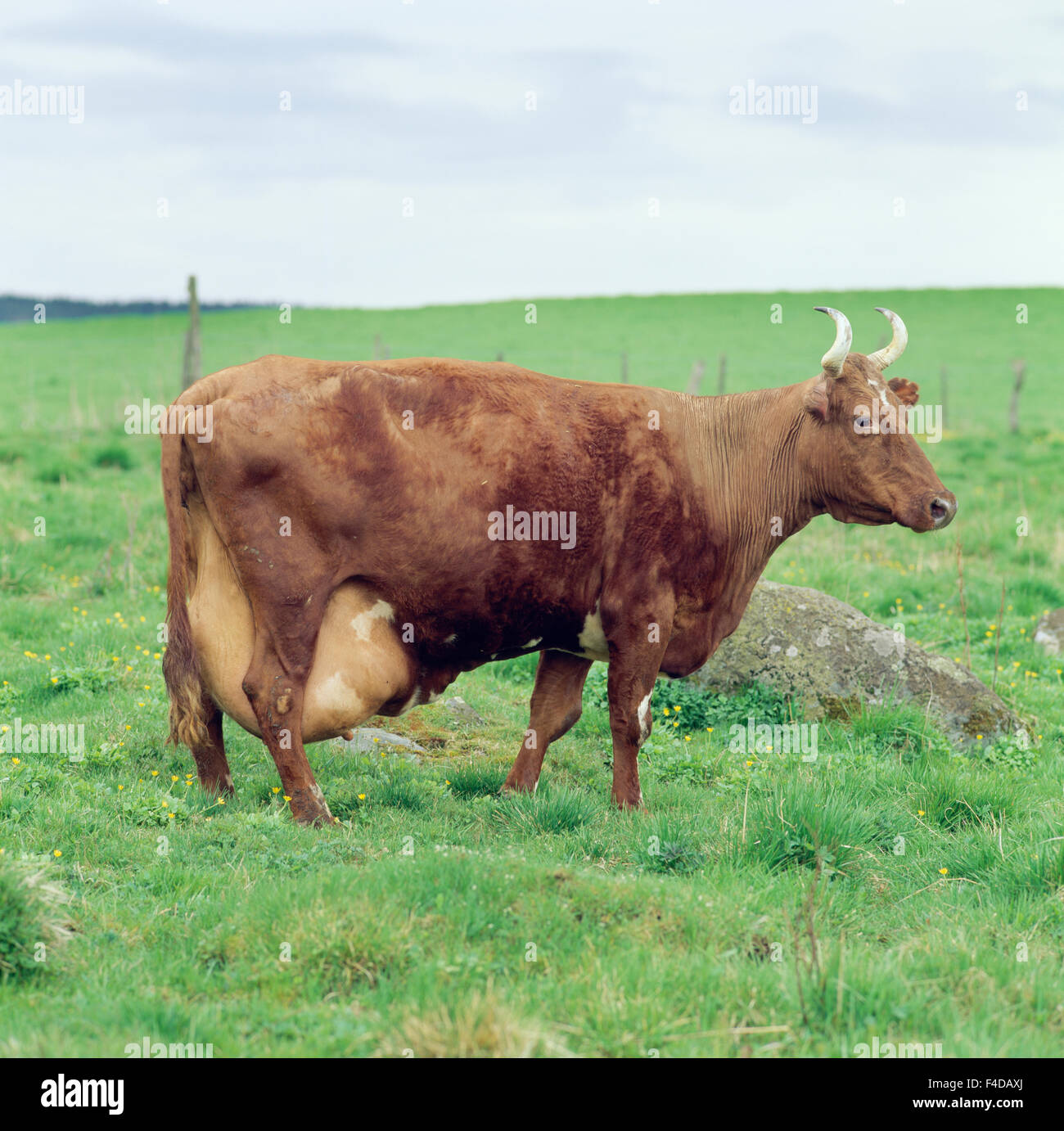 Cow standing on grass Stock Photo - Alamy