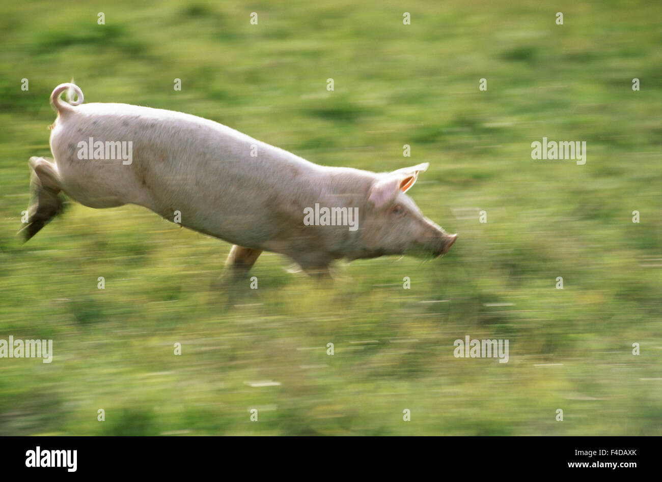 Pig running in grass, blurred motion Stock Photo - Alamy