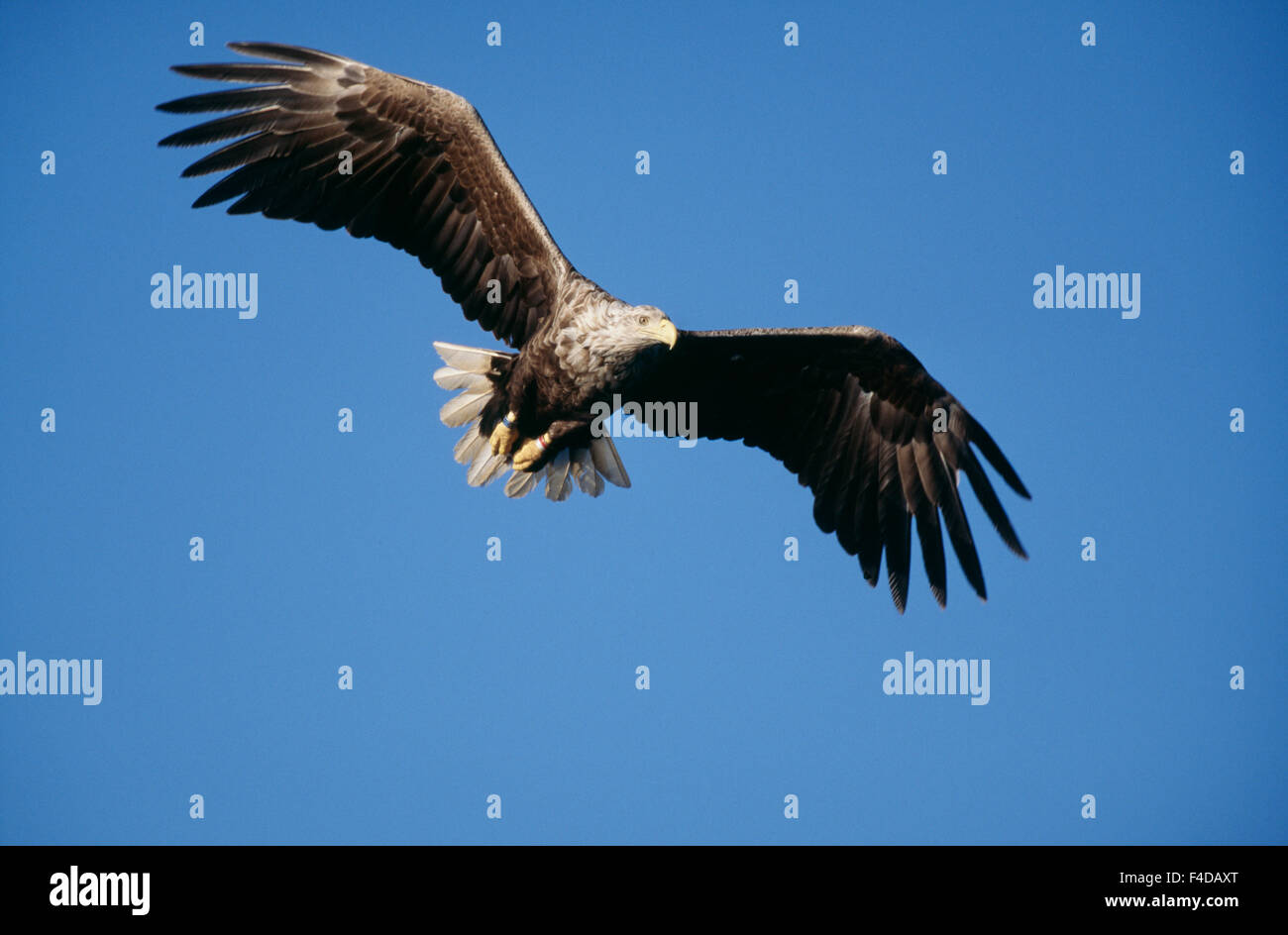 Eagle flying, low angle view Stock Photo - Alamy