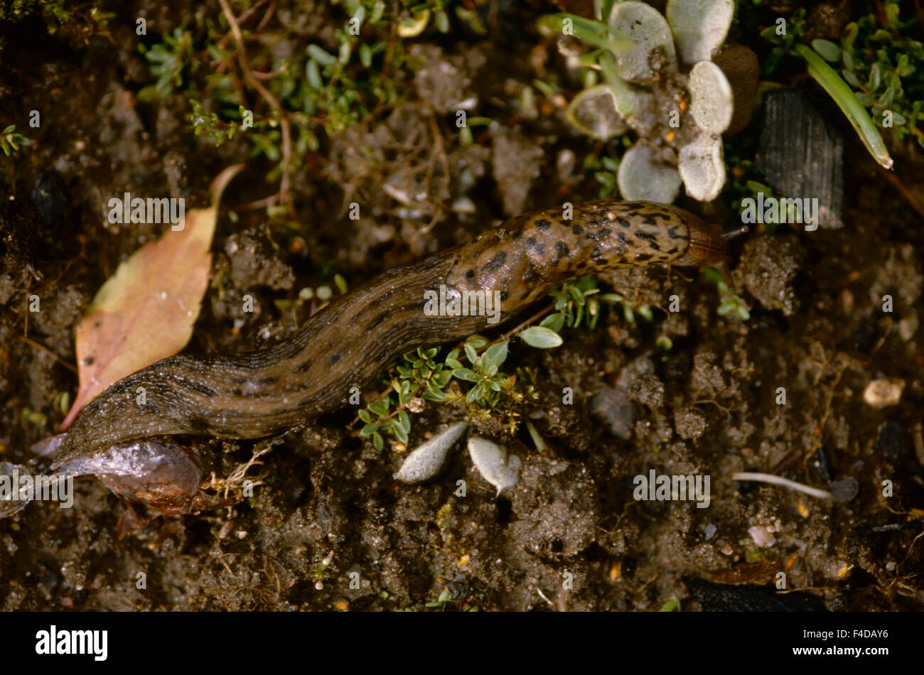 Brown slug on the ground Stock Photo - Alamy