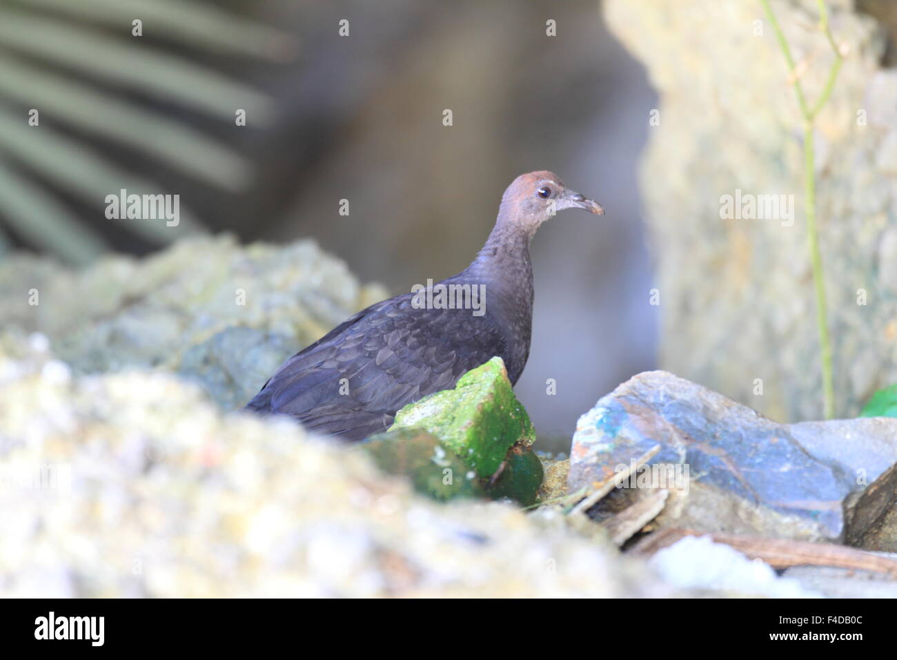 Japanese wood pigeon (Columba janthina) in Japan Stock Photo - Alamy
