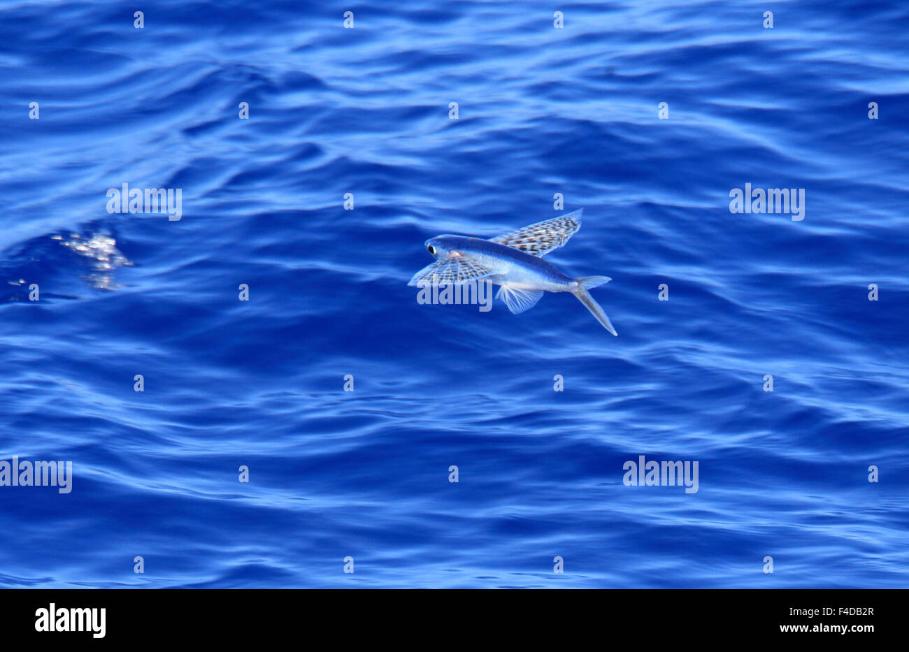 Flyingfish hi-res stock photography and images - Alamy