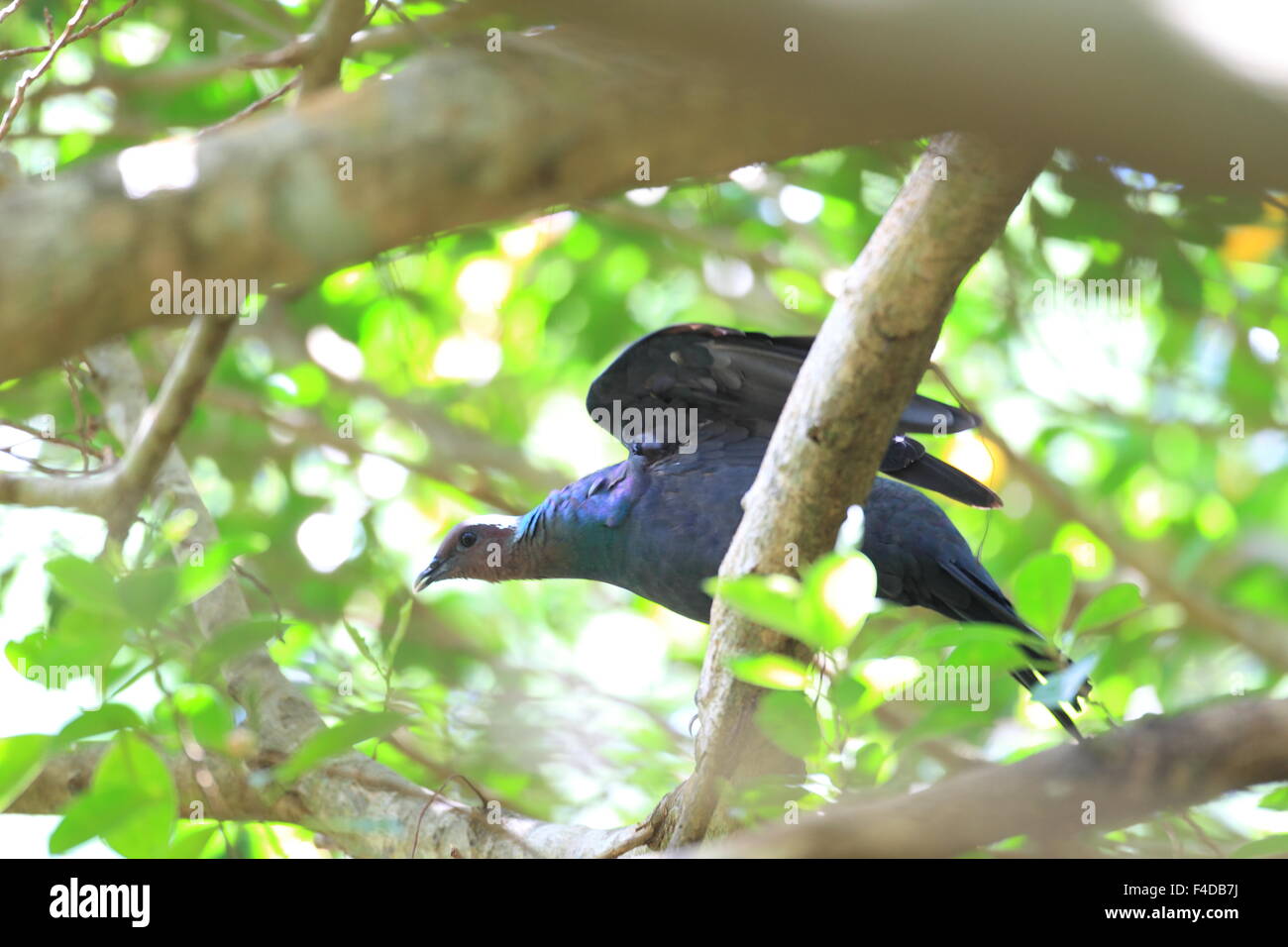Japanese wood pigeon (Columba janthina) in Japan Stock Photo - Alamy