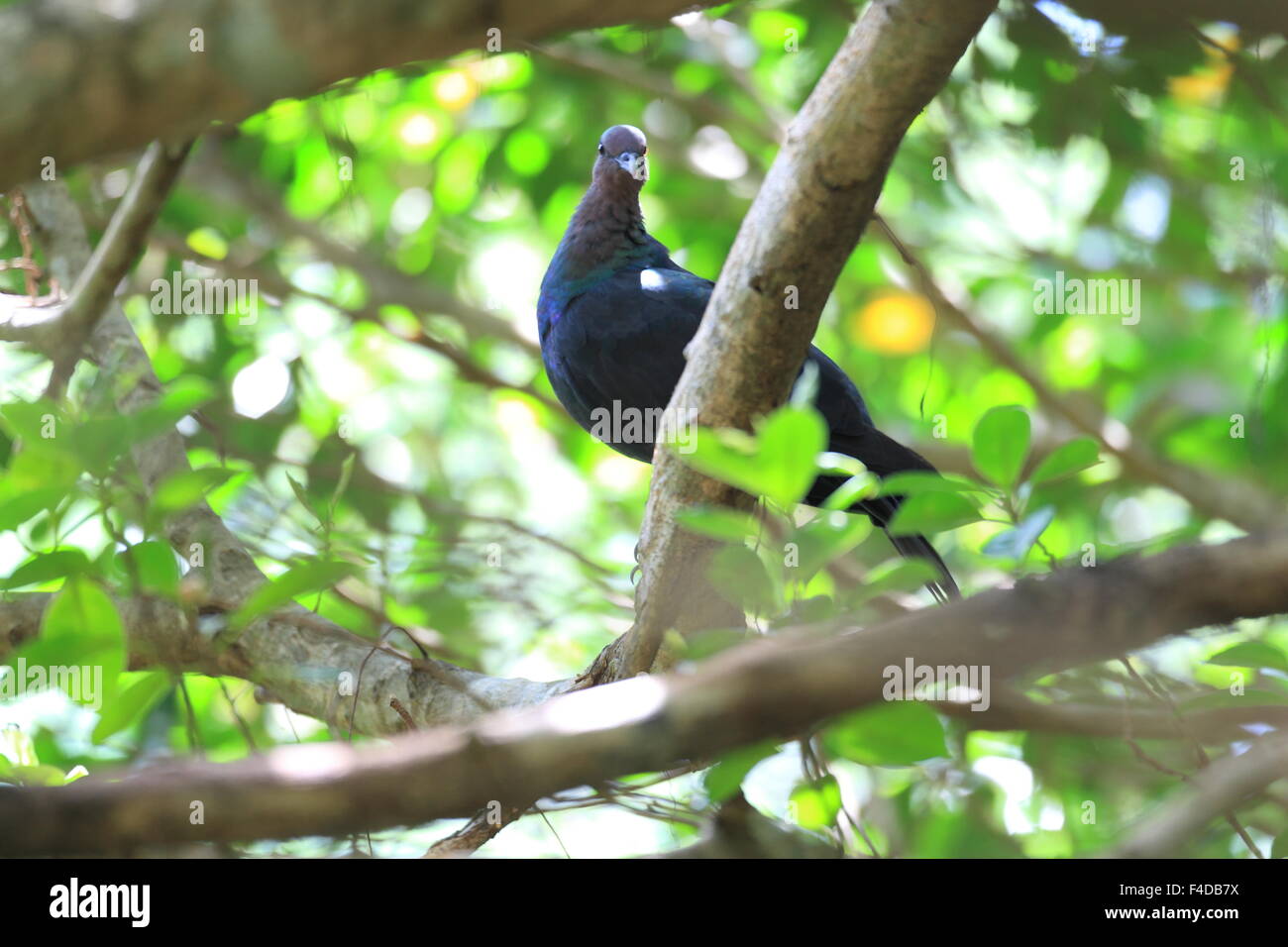 Japanese wood pigeon (Columba janthina) in Japan Stock Photo - Alamy