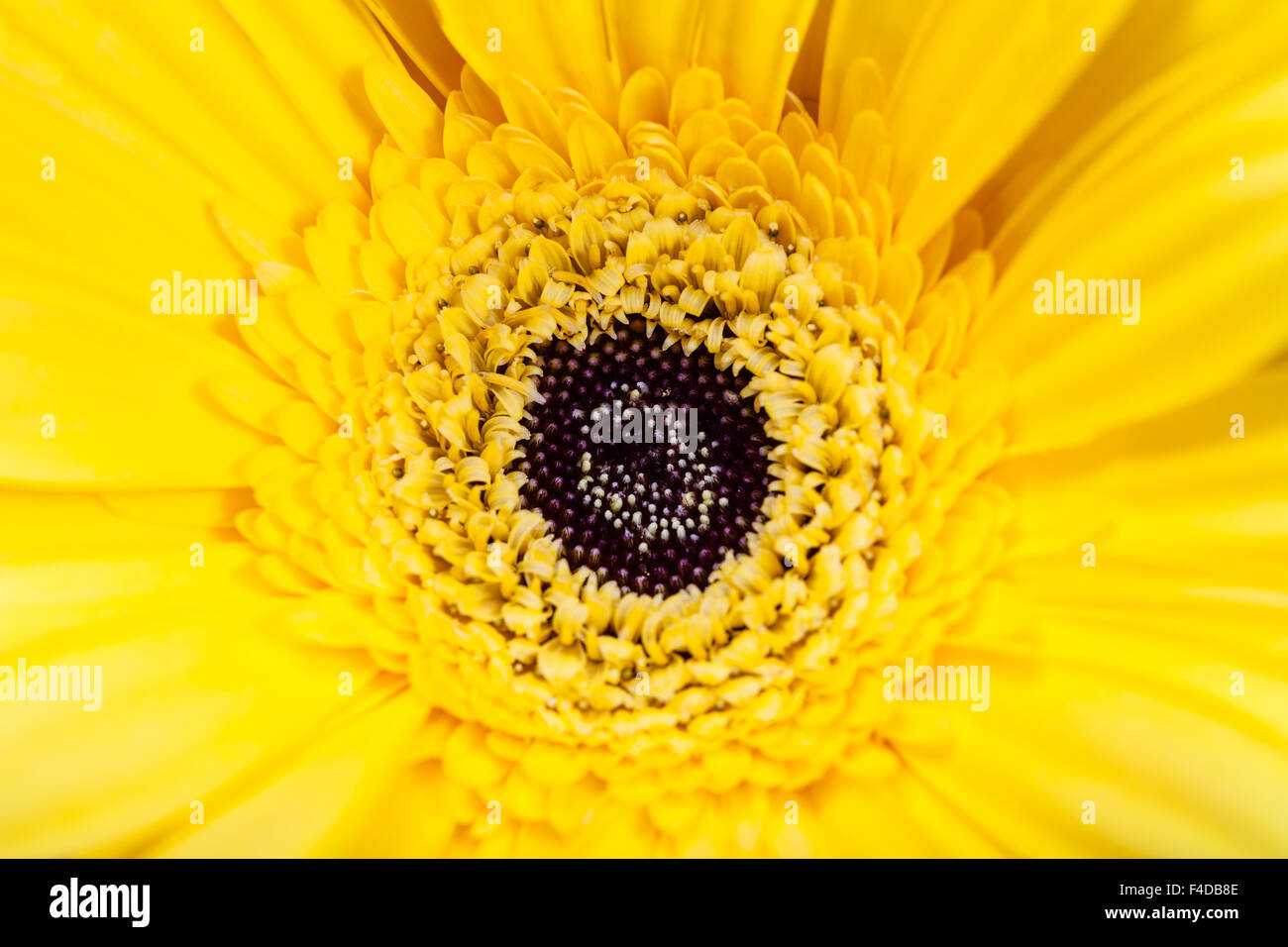 natural background - yellow gerbera flower close up Stock Photo - Alamy