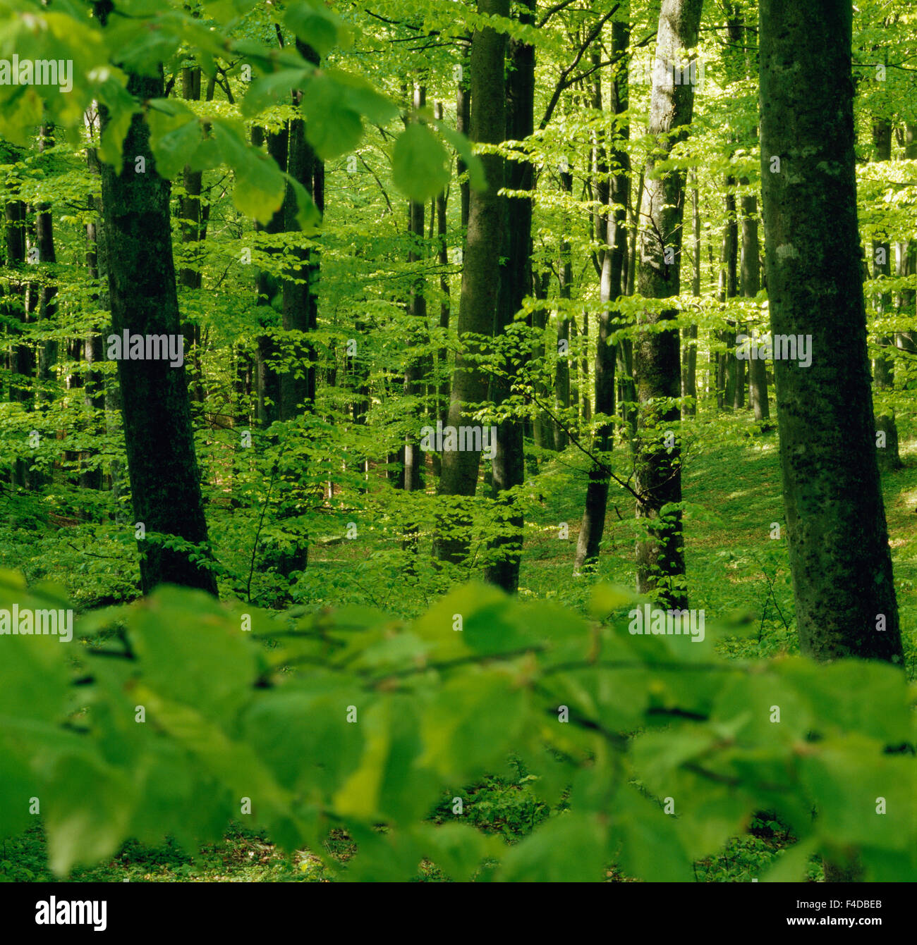 Dense forest with green foliage Stock Photo - Alamy