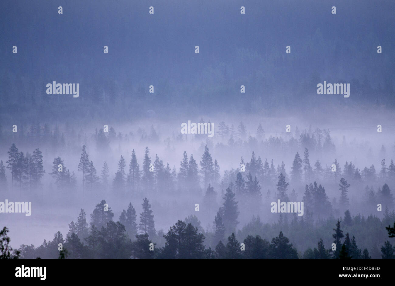 Fog covering treetops Stock Photo - Alamy